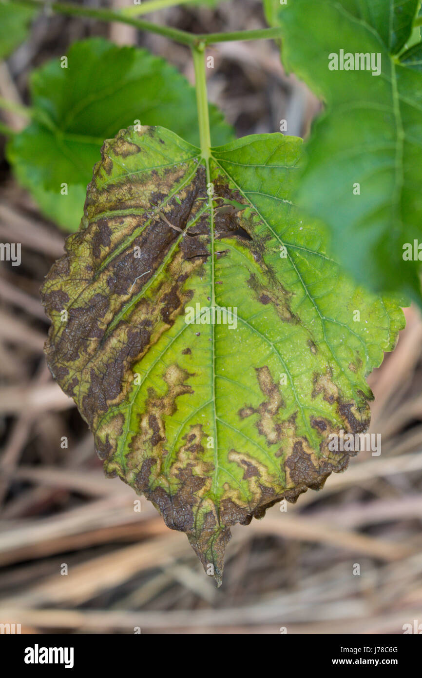 Leaf blight ploblem in agricultural Stock Photo - Alamy