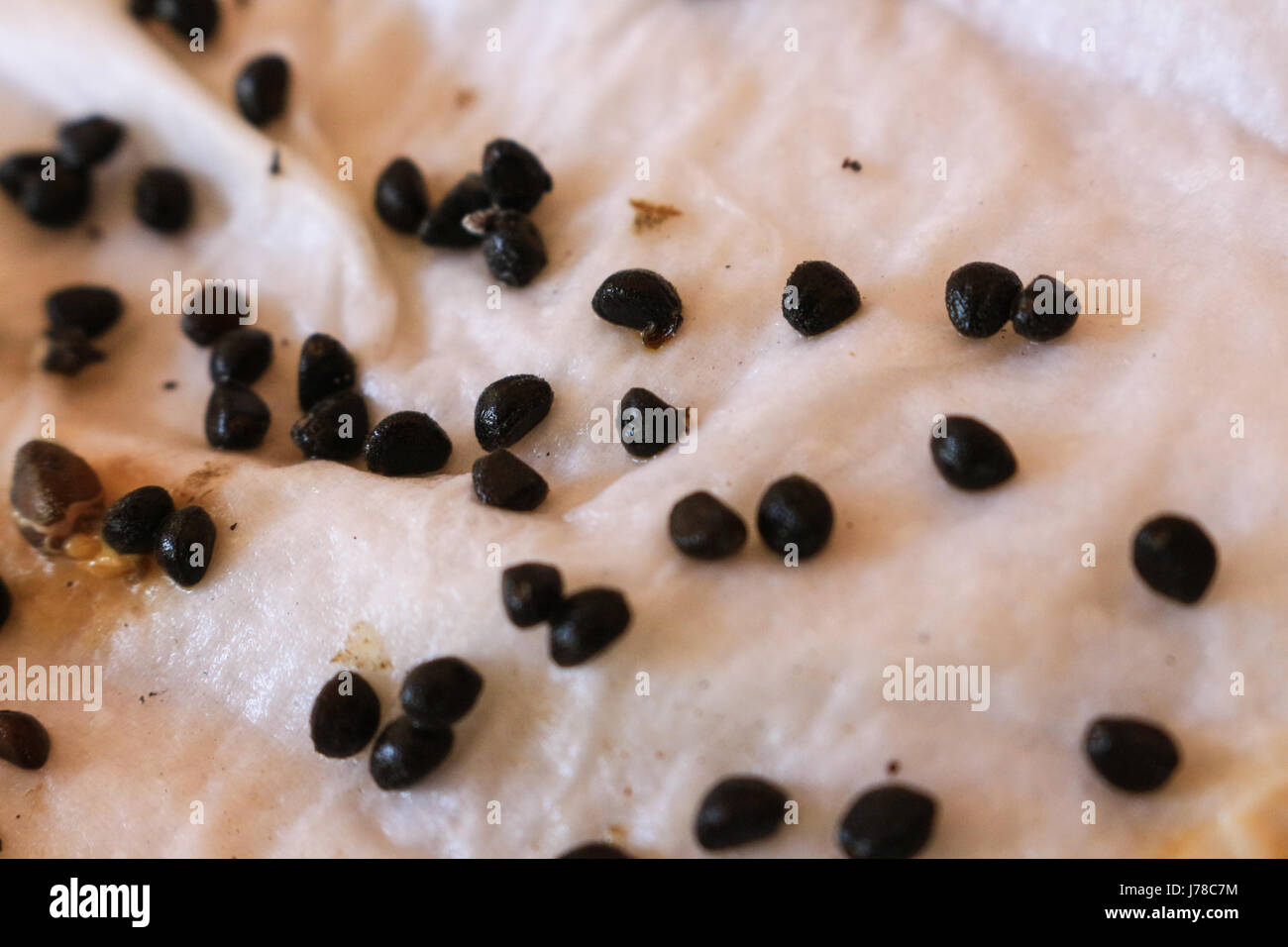 seed rot disease from virus or bacteria Stock Photo - Alamy
