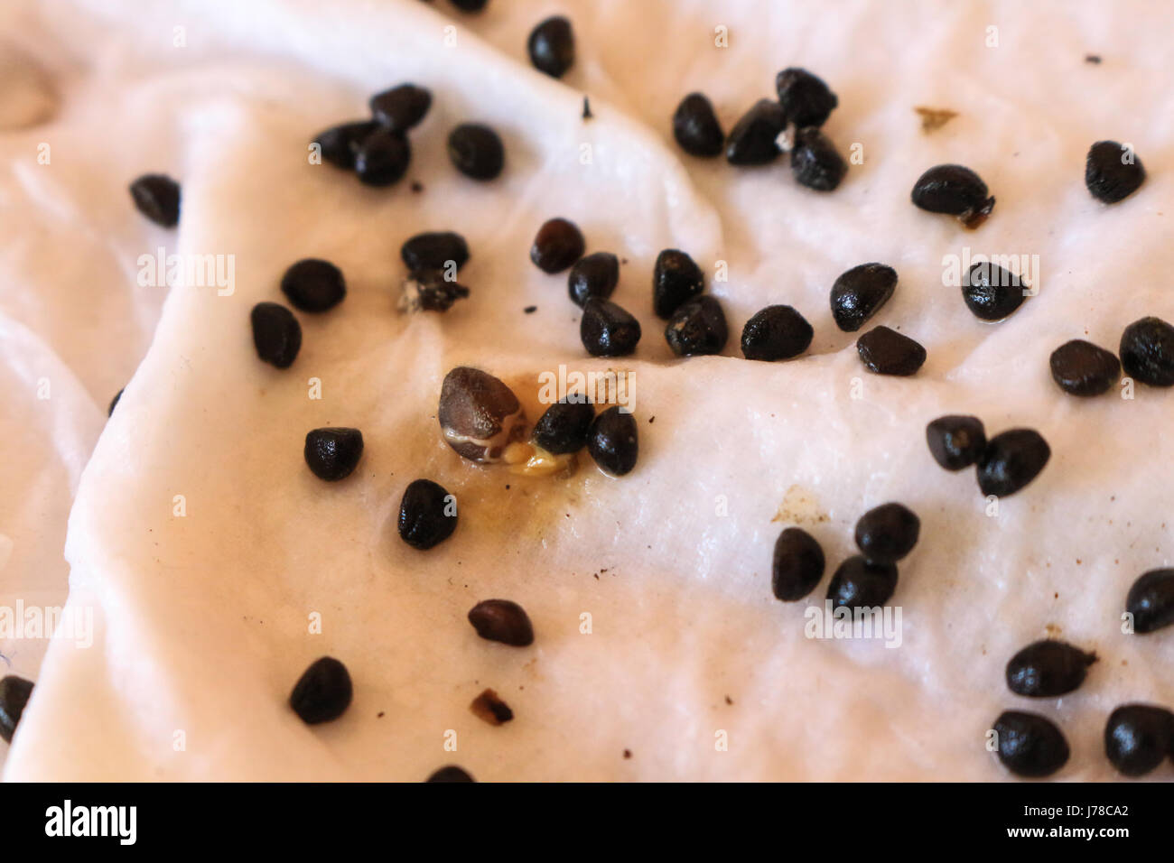 seed rot disease from virus or bacteria Stock Photo - Alamy