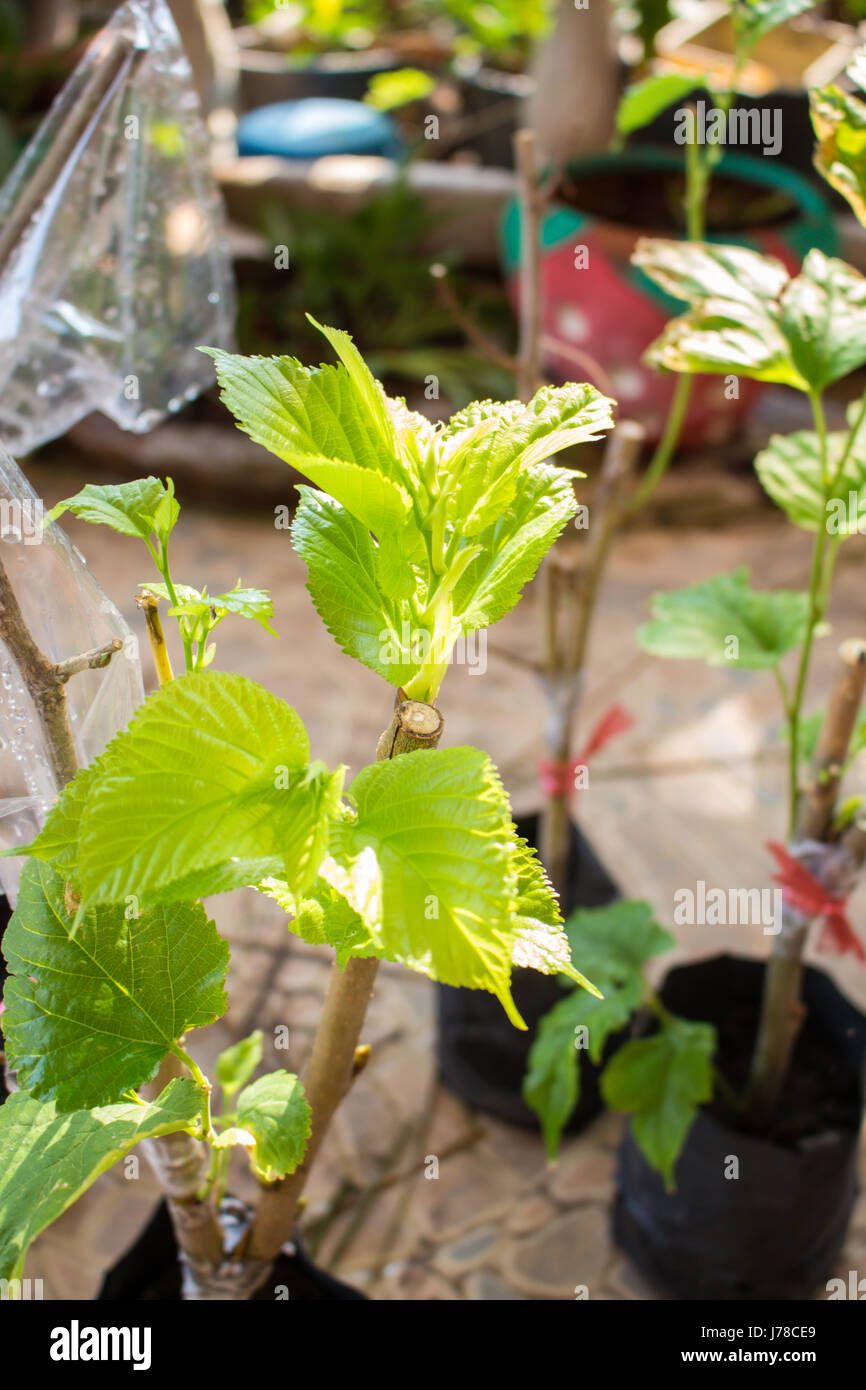 young leaf growing and fresh Stock Photo - Alamy