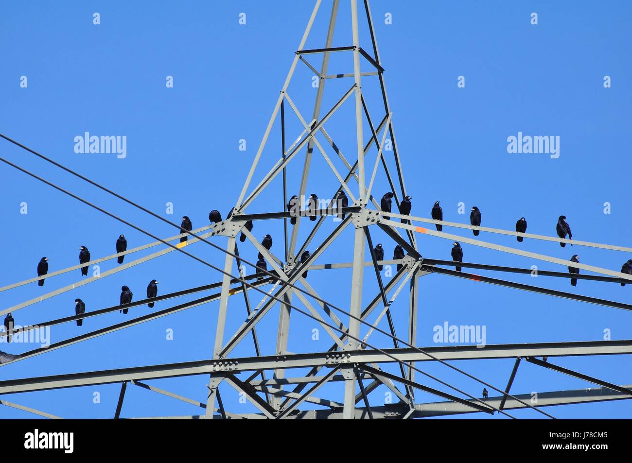 wait waiting bird birds feathers crow current mast put sitting sit ...