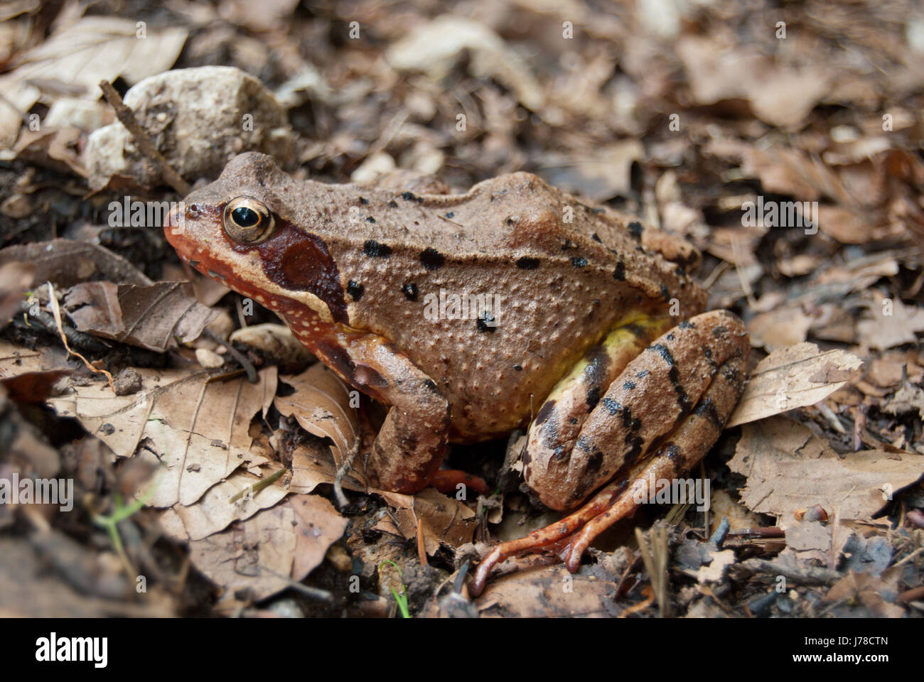 Common frog (Rana temporaria Stock Photo - Alamy