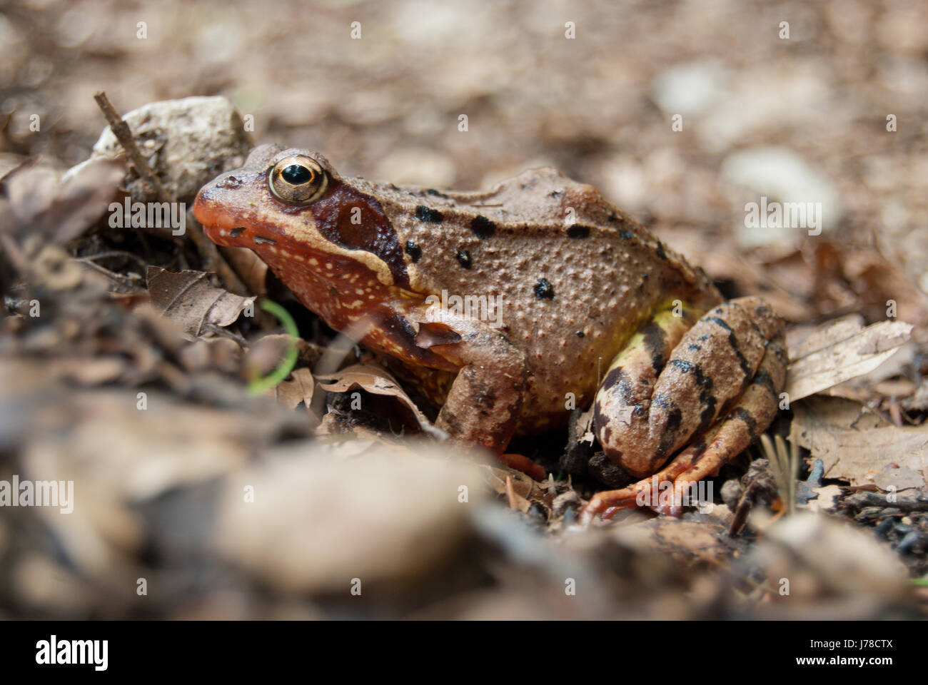 Common frog (Rana temporaria Stock Photo - Alamy