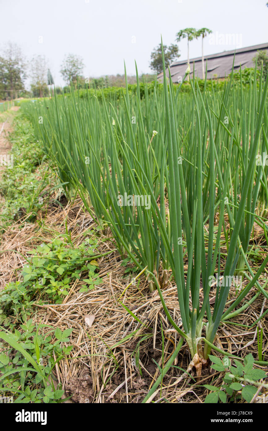 fresh Spring onion in garden good soli Stock Photo - Alamy