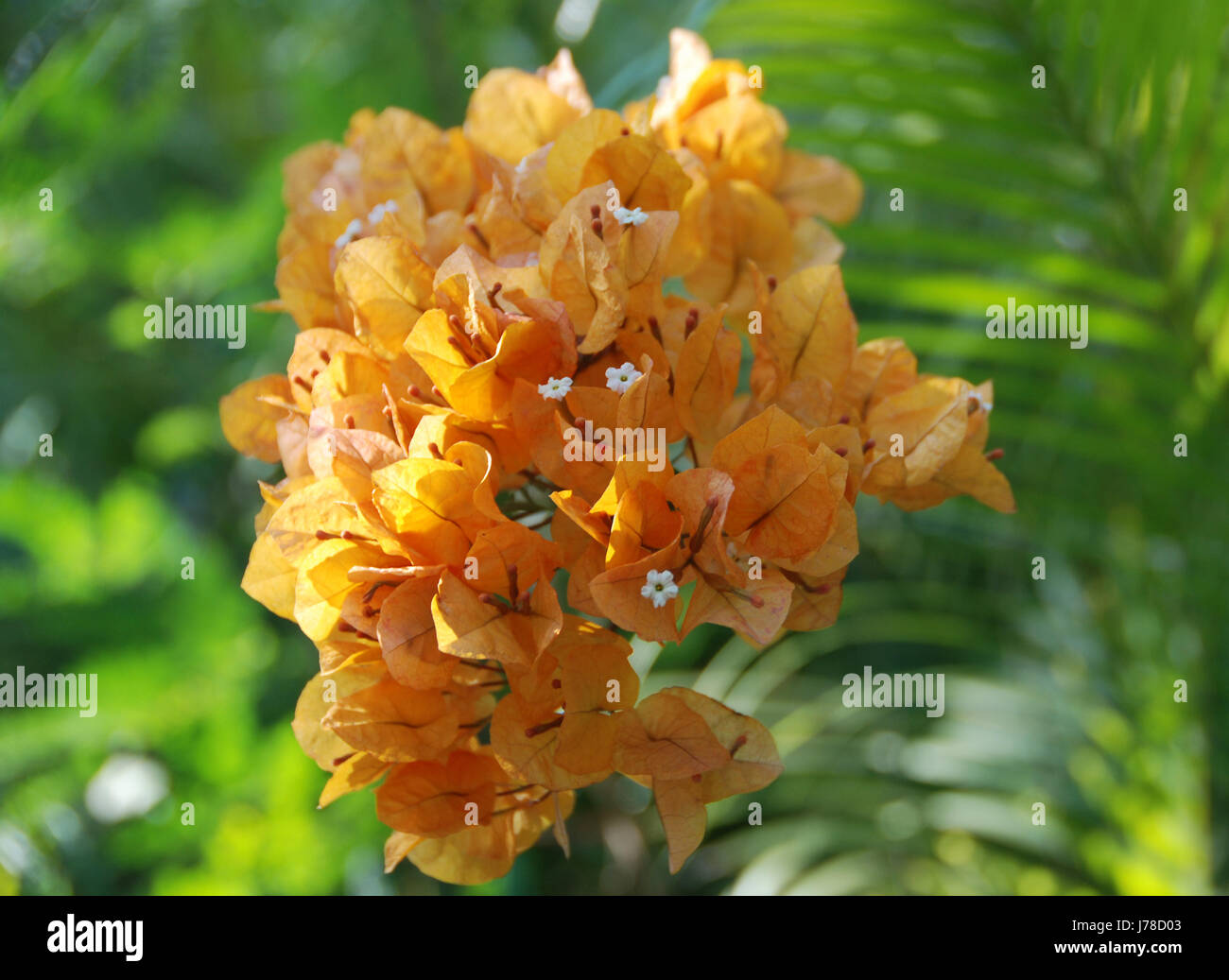 orange rare hedge decorative plant trio orange shine shines bright ...