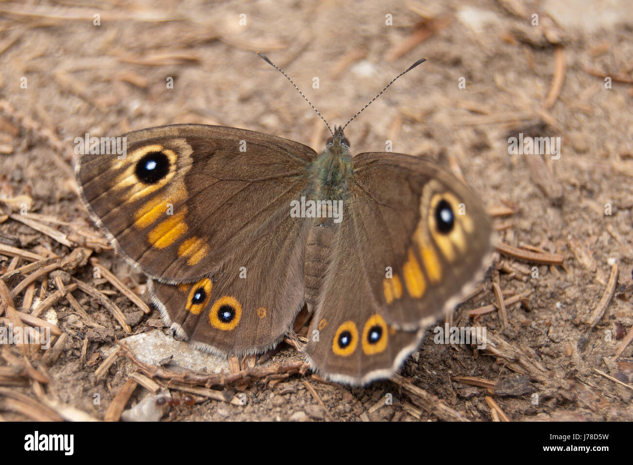 Large Wall Brown (Lasiommata maera) butterfly Stock Photo - Alamy