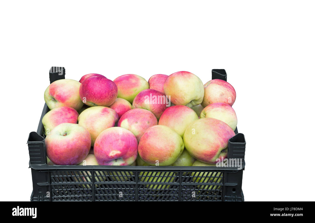 Beautiful and delicious large apples in a plastic container for storage ...