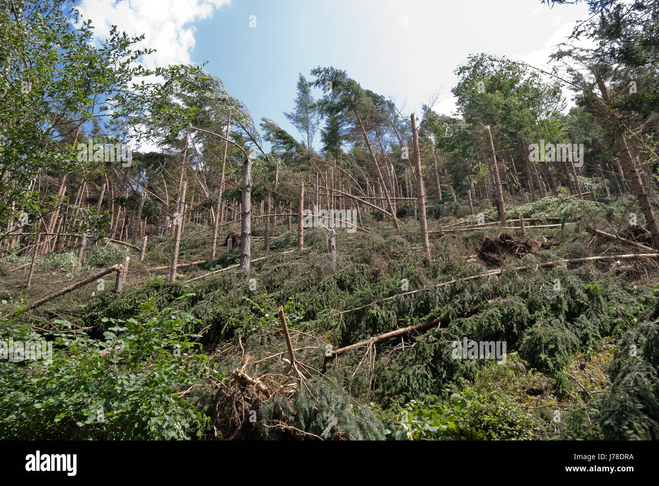 Windthrow, windfalls and windbreaks of trees in a mountainous ...