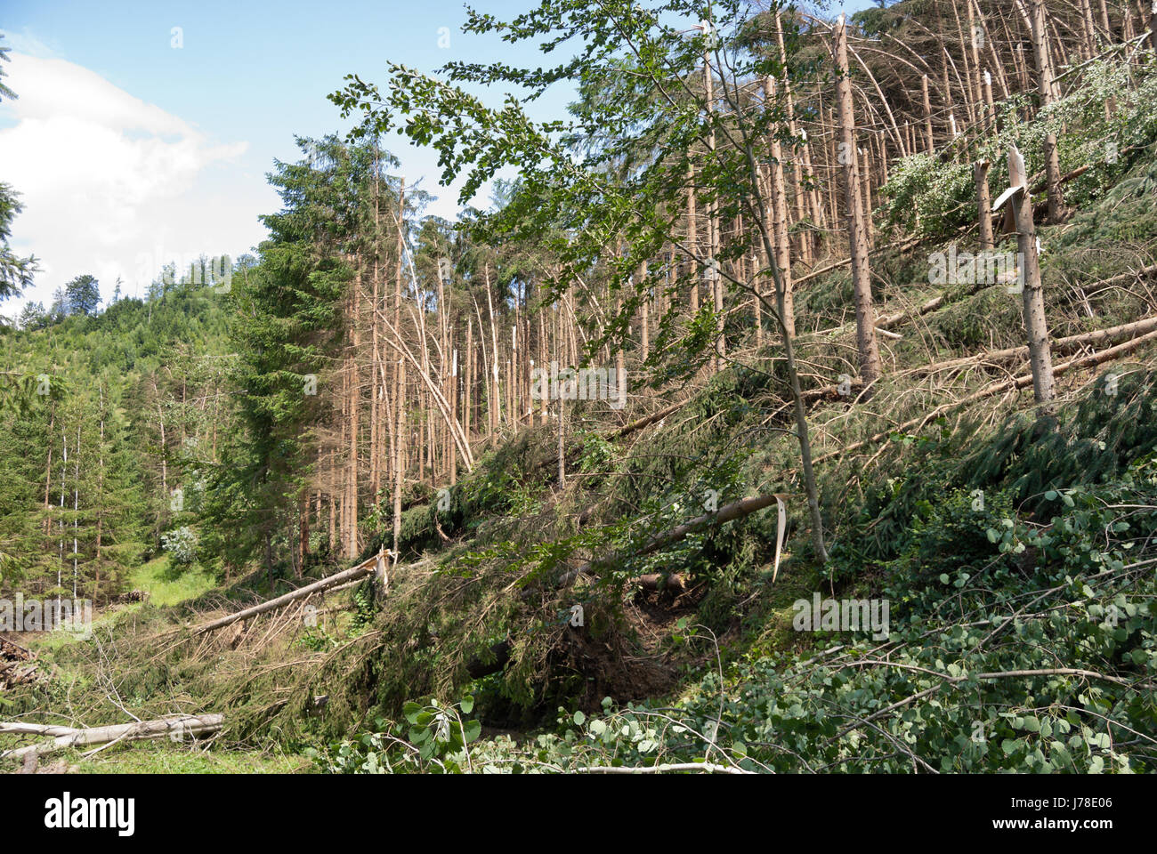 Windthrow, windfalls and windbreaks of trees in a mountainous ...