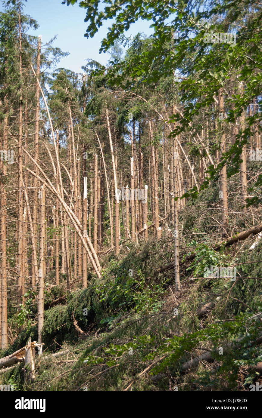 Windthrow hi-res stock photography and images - Alamy
