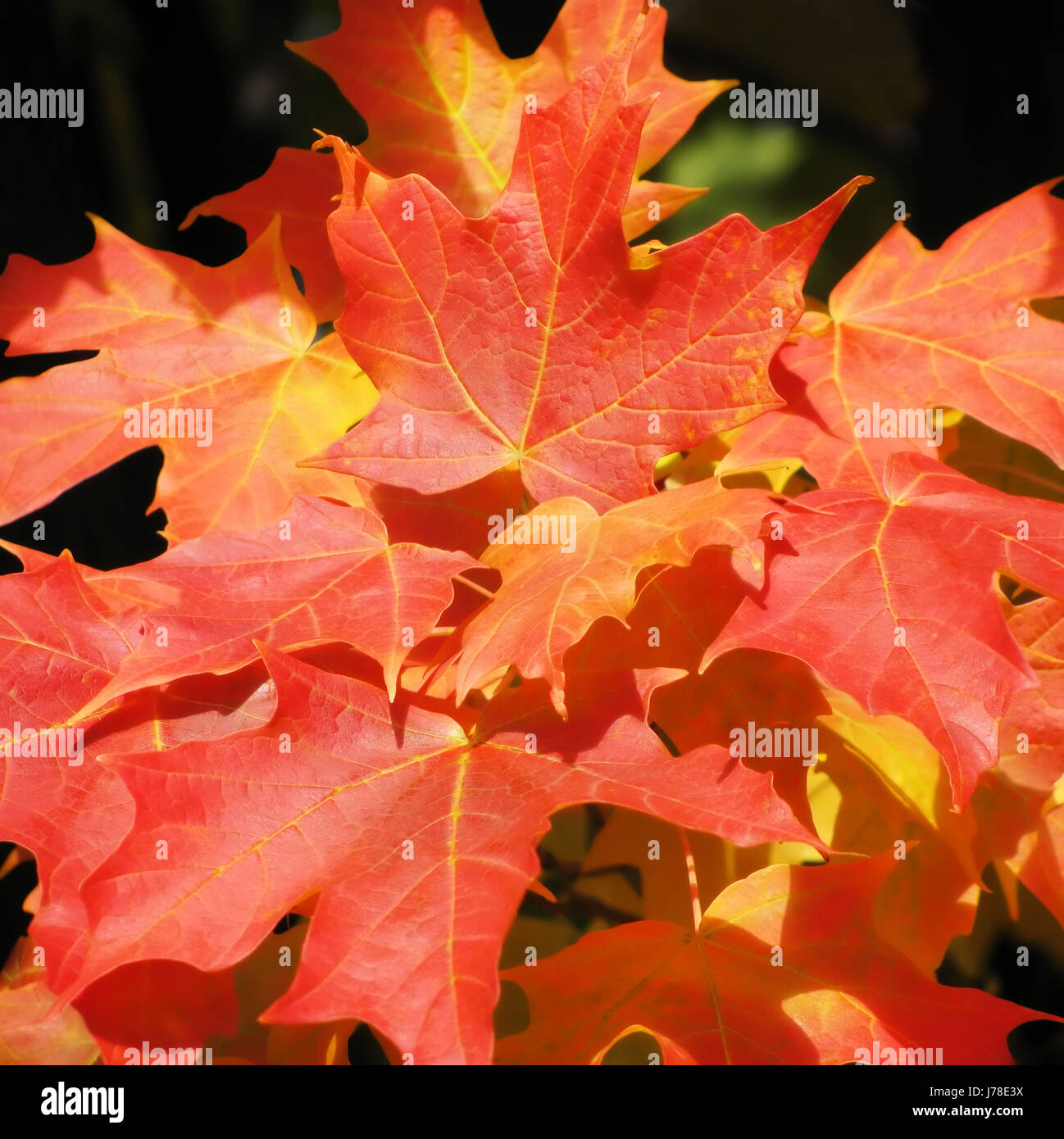 leaf colour tree maple color red nature fall autumn leaf detail colour ...