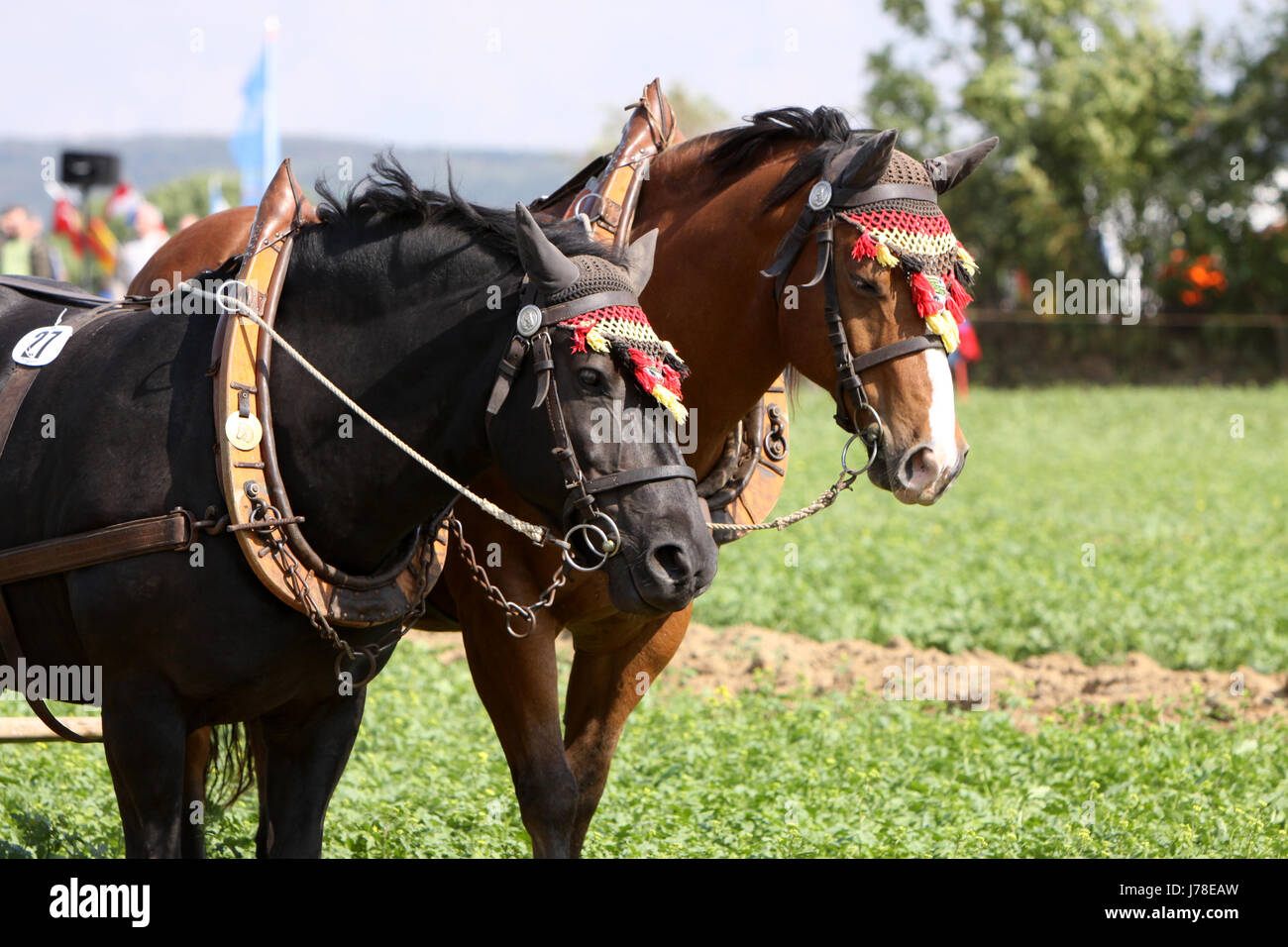 horse horses harness coach horse animal strong agriculture farming ...