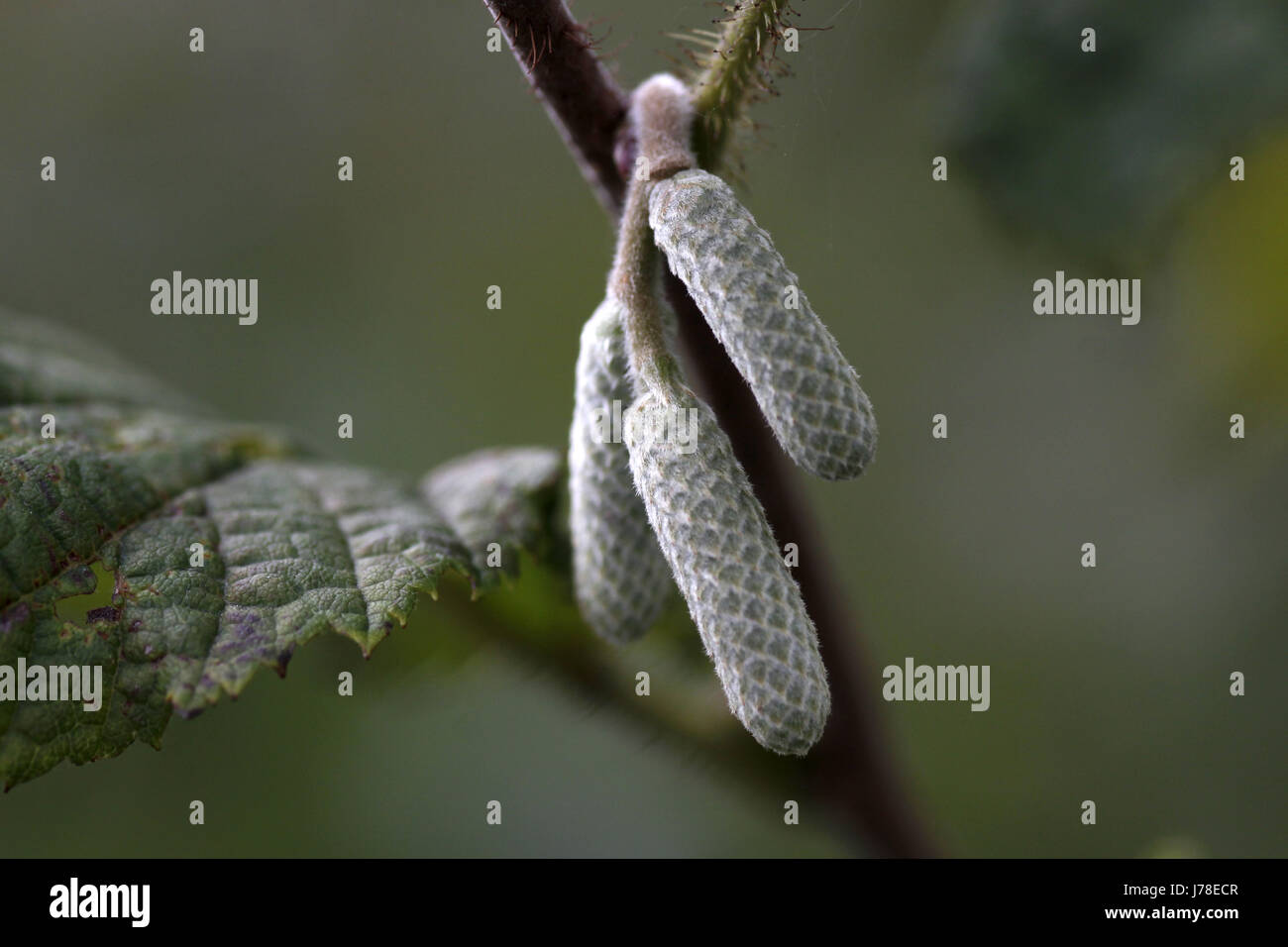 bud hazel hazel bush kitten kittens kitties tree bloom blossom flourish ...