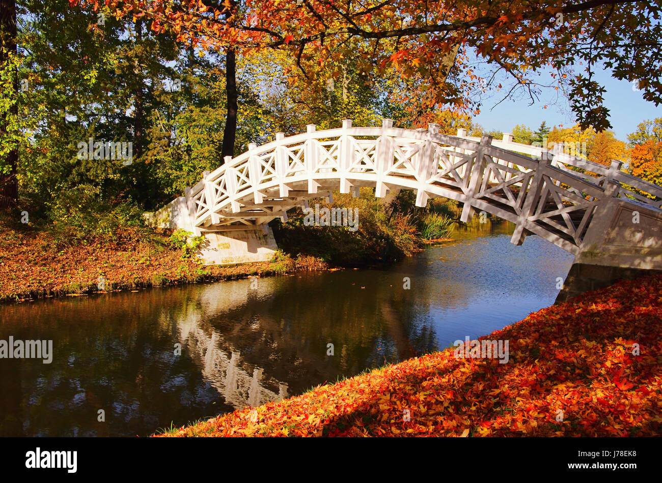 Park Trees Bridge Leaves Revitalize Golden Gate Park Trees | Arborist