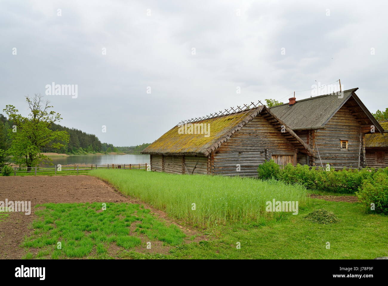 The garden and the old Russian log hut in Pushkin Mikhailovskoe summer ...