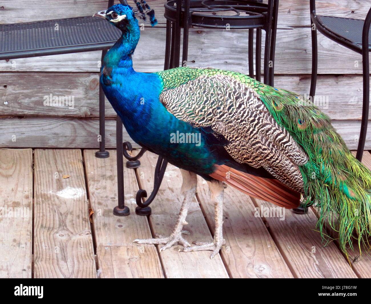 birds feathers peacock iridescent deck bird birds feathers peacock ...