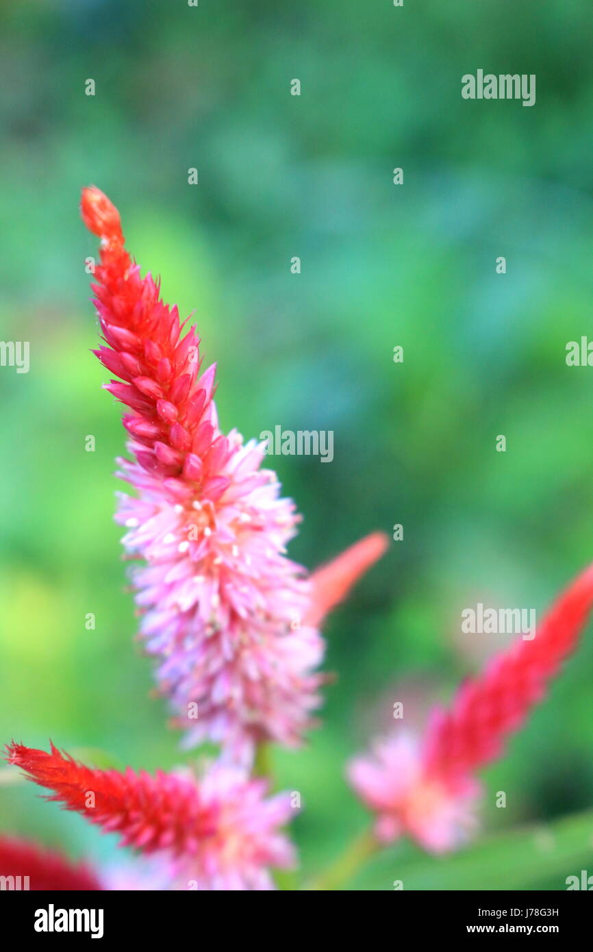 Red cockscomb hi-res stock photography and images - Alamy