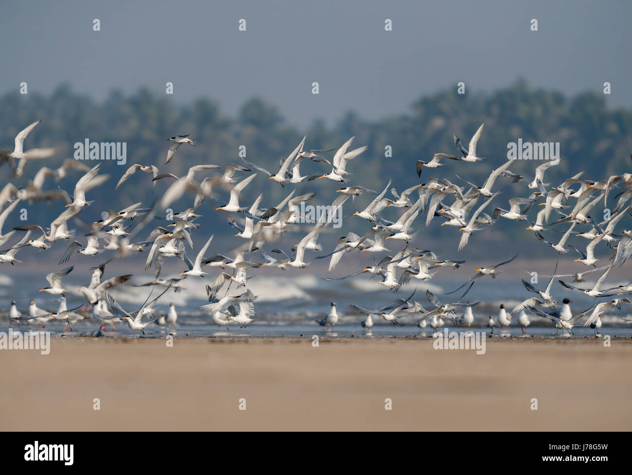 Waders on the beach Stock Photo - Alamy