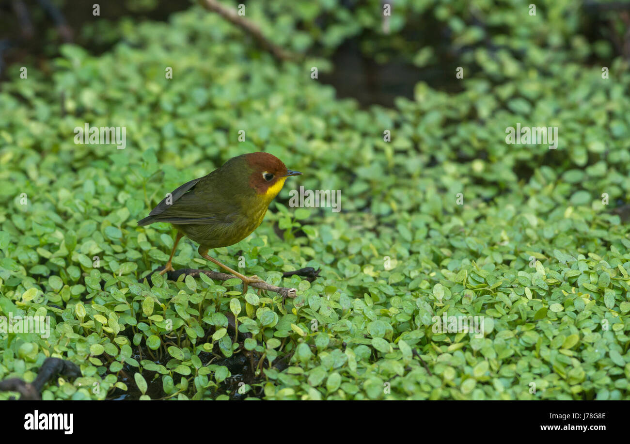 Tesia hi-res stock photography and images - Alamy