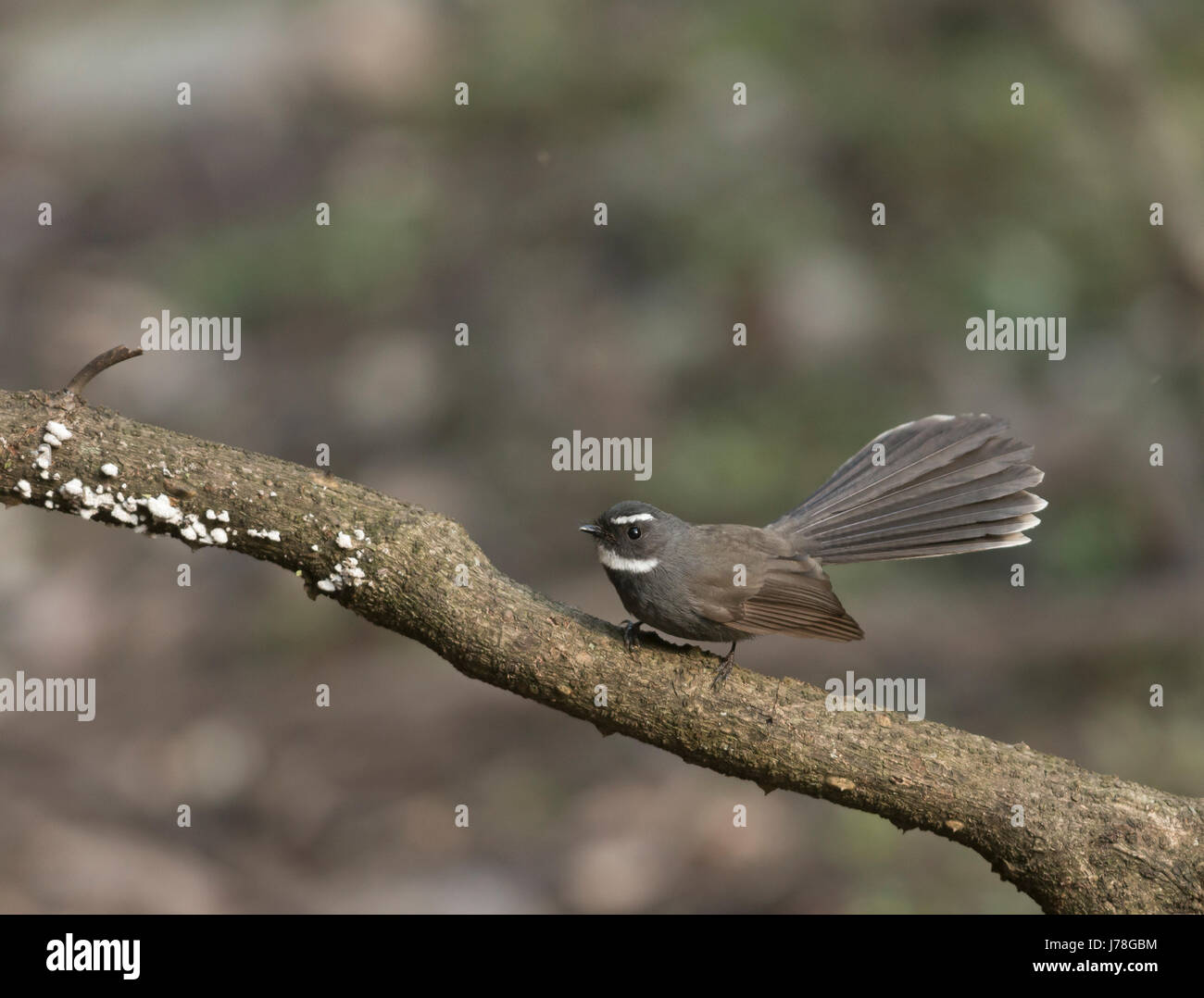 Indian fantail hi-res stock photography and images - Alamy