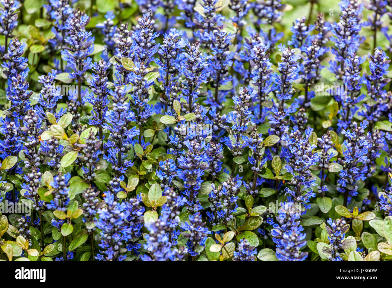 Ajuga reptans High Resolution Stock Photography and Images - Alamy
