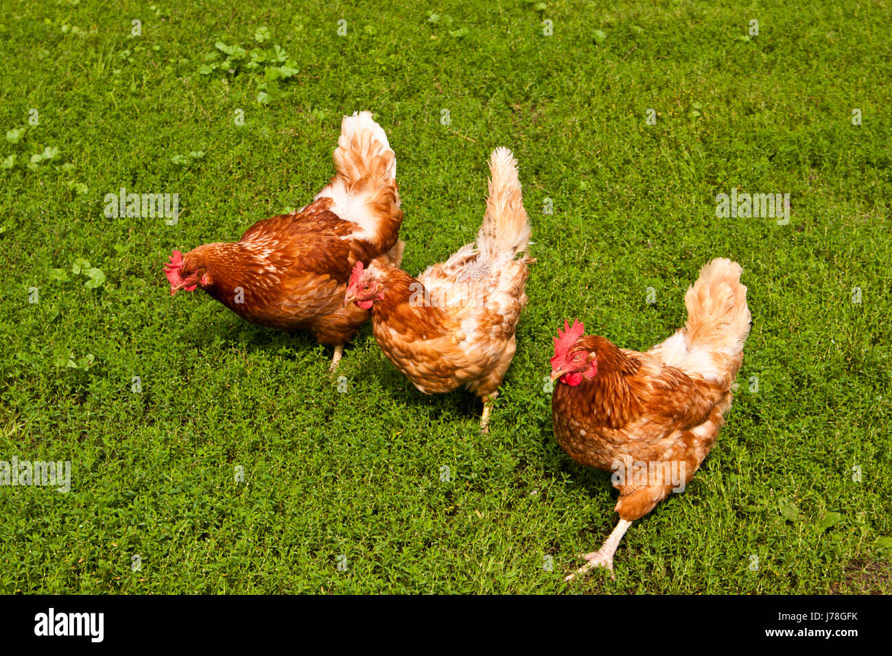 Poultry run hi-res stock photography and images - Alamy