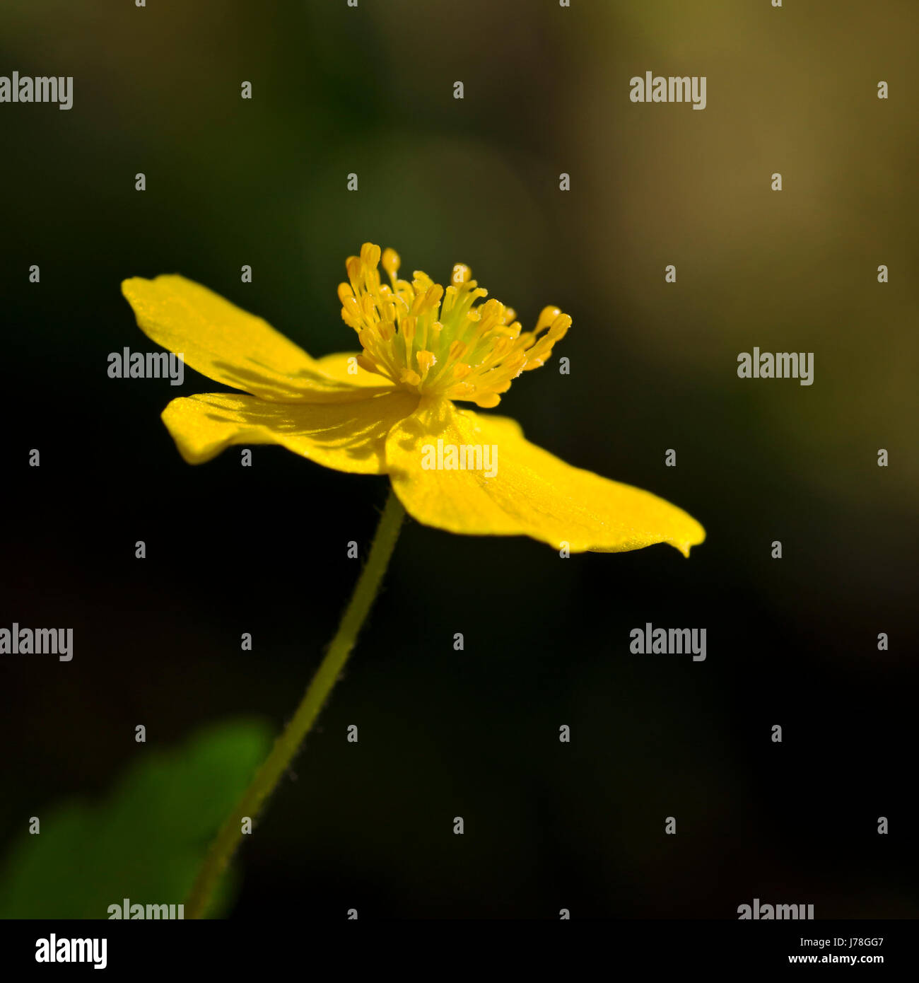 creeping buttercup 1 Stock Photo - Alamy