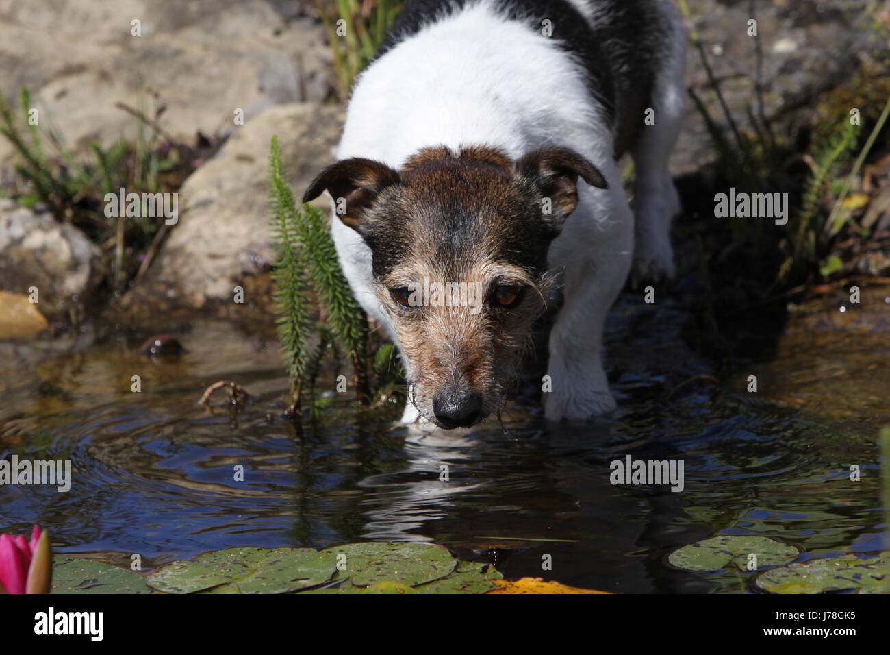 drinking jack russel terrier Stock Photo - Alamy