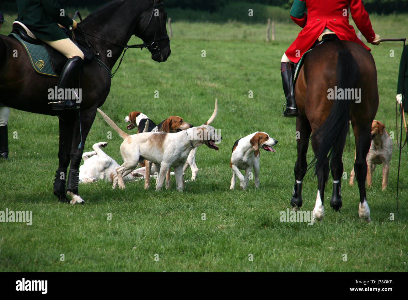 Deer Hounds Stock Photos & Deer Hounds Stock Images - Alamy