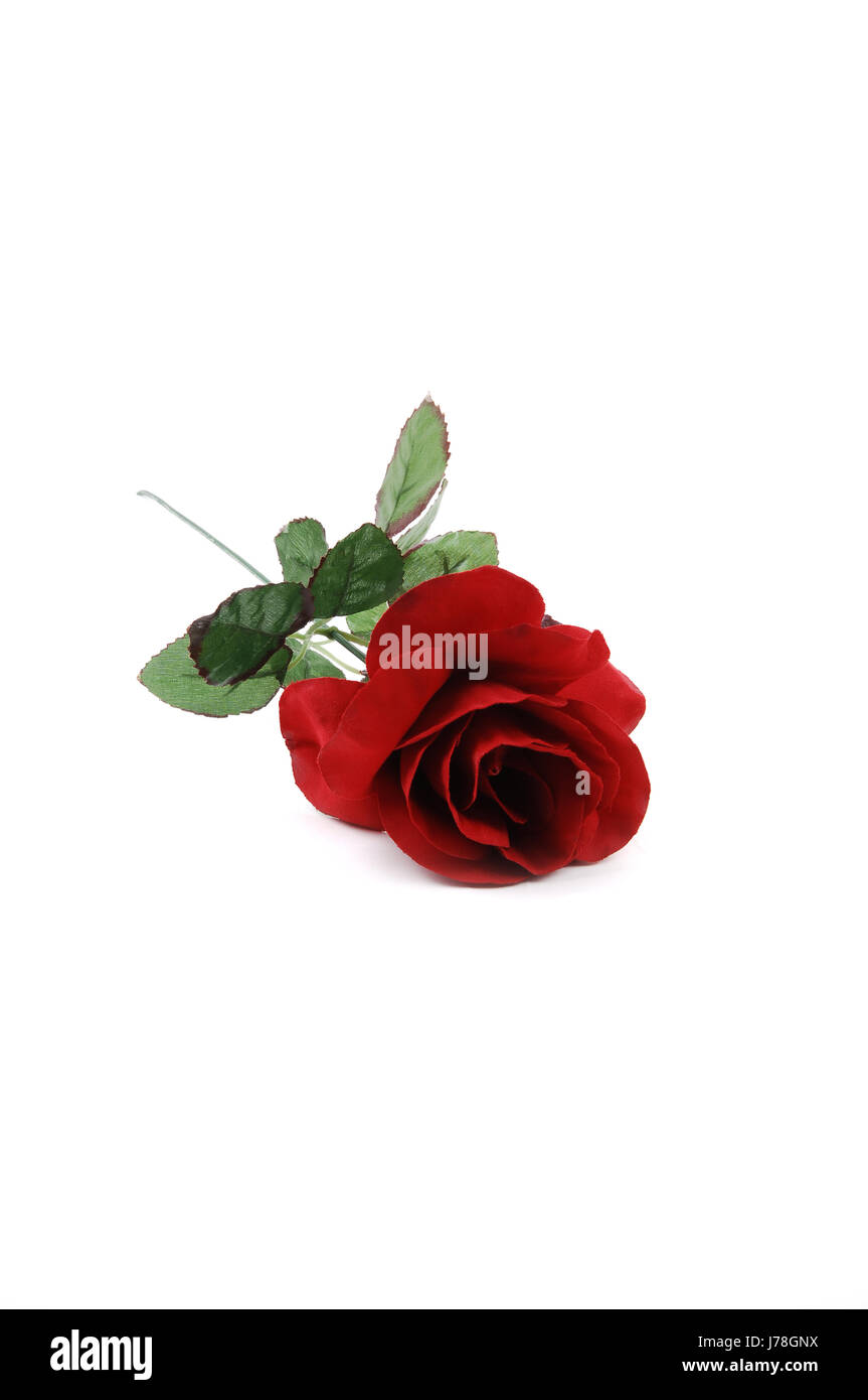 flower rose plant lie lying lies silk backdrop background white red ...