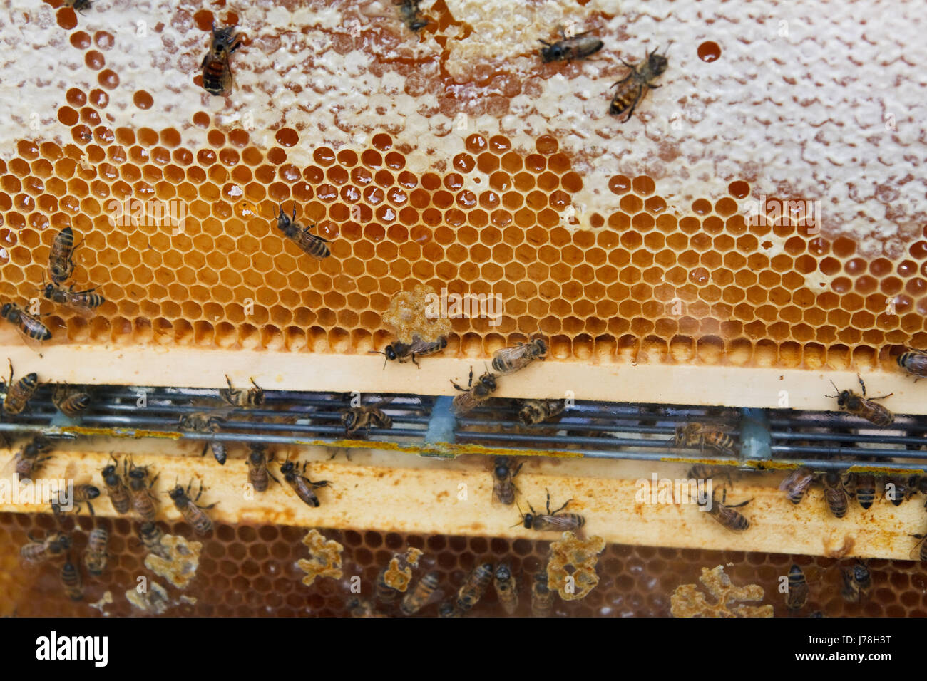 Job animal insect insects zoo hi-res stock photography and images - Alamy