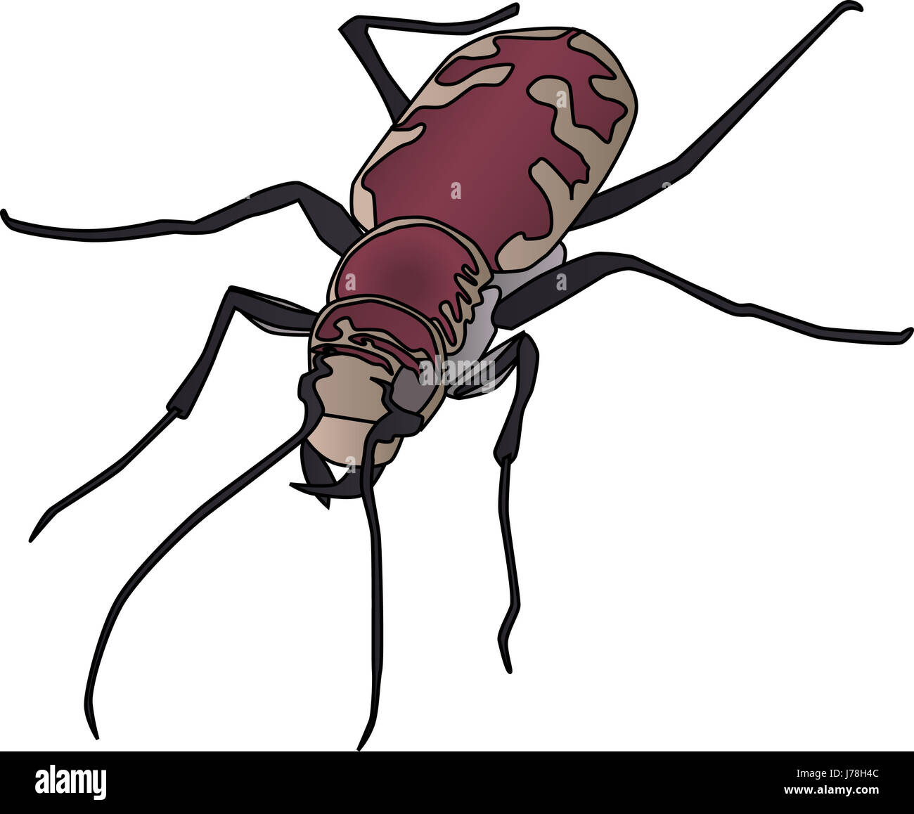 animal insect illustration cockroach nature insect scrabble crawling ...