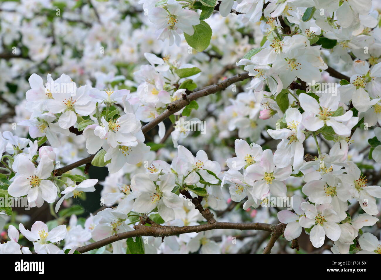 Lush white blooming Apple tree in spring in summer Stock Photo - Alamy