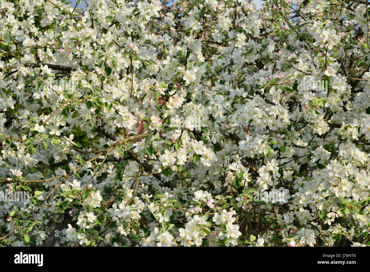 Lush white blooming Apple tree in spring in summer Stock Photo - Alamy