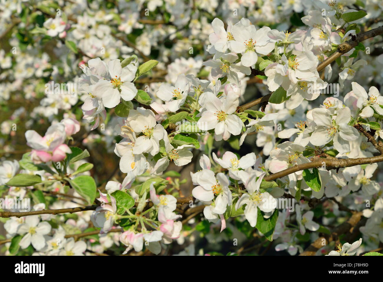 Lush white blooming Apple tree in spring in summer Stock Photo - Alamy