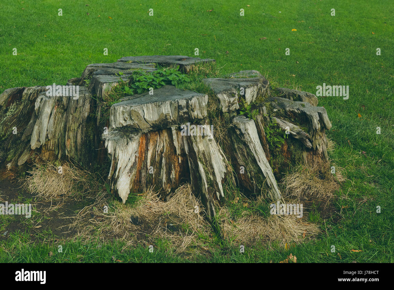Tree stump seat hi-res stock photography and images - Alamy