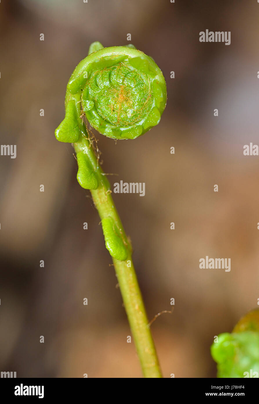 Hard Fern - Blechnum spicant New coiled frond Stock Photo - Alamy