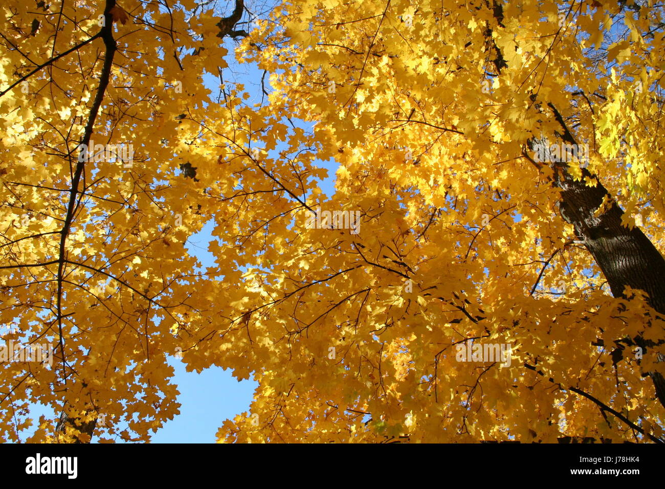 leaf tree branch leaves foliage fall autumn leaves deciduous tree ...