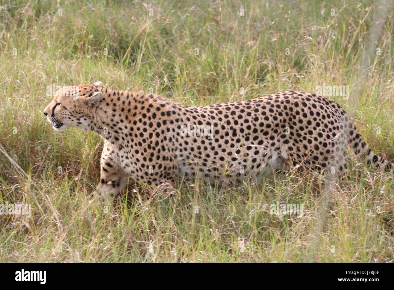 namibia cat big cat feline predator cheetah walk go going walking sport ...