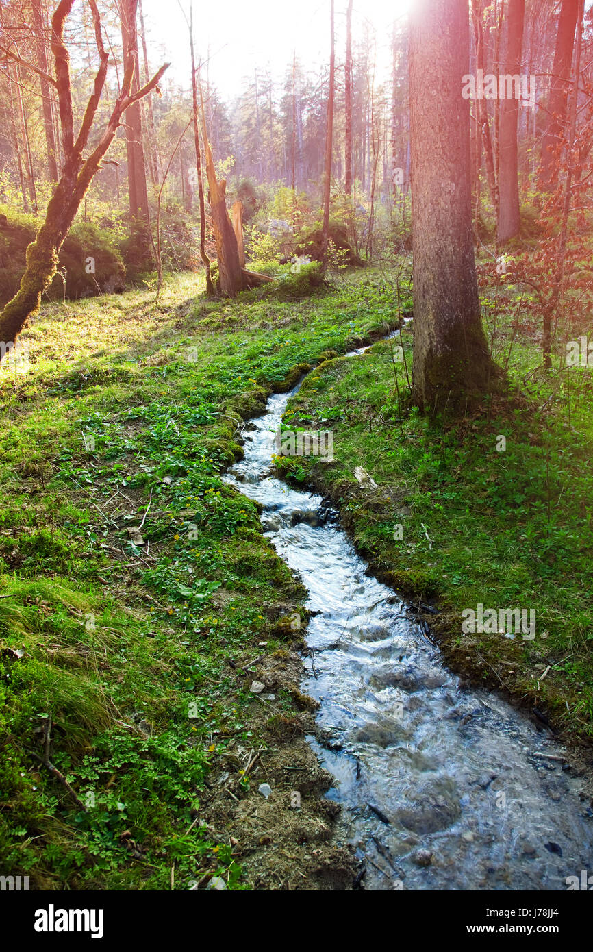 small creek in spring forest Stock Photo - Alamy