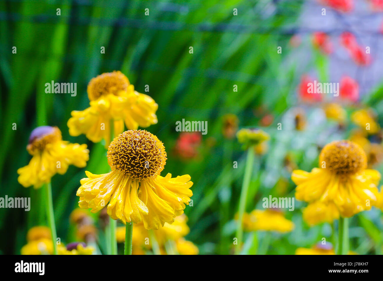 Dancing flowers hi-res stock photography and images - Alamy