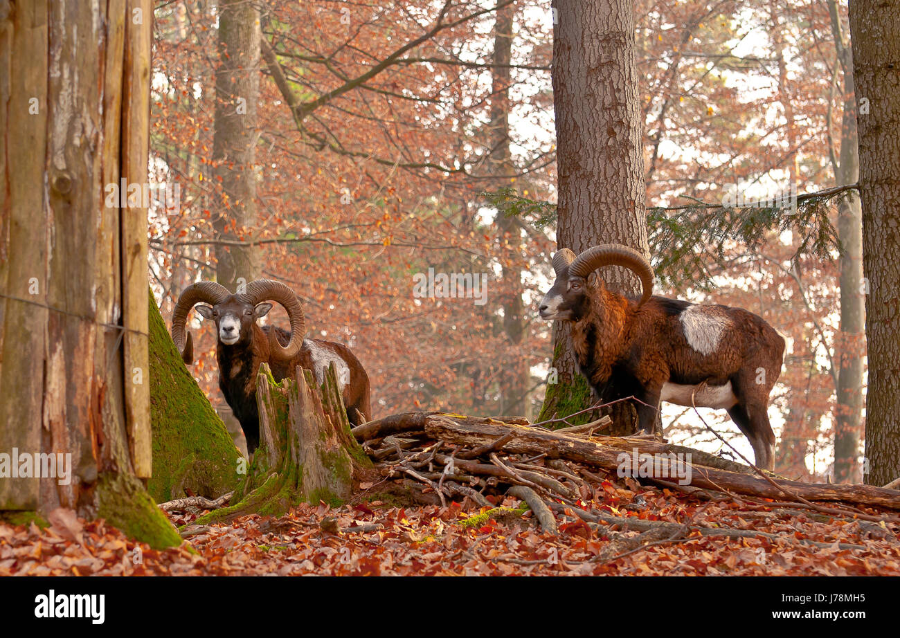 park male masculine ram forest park male masculine ram escargots fall ...