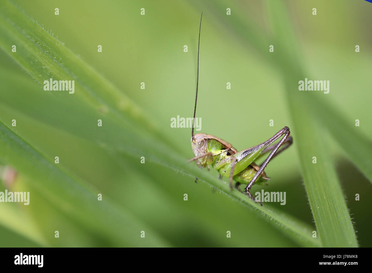 Green grasshopper in bright green spring grass Stock Photo - Alamy