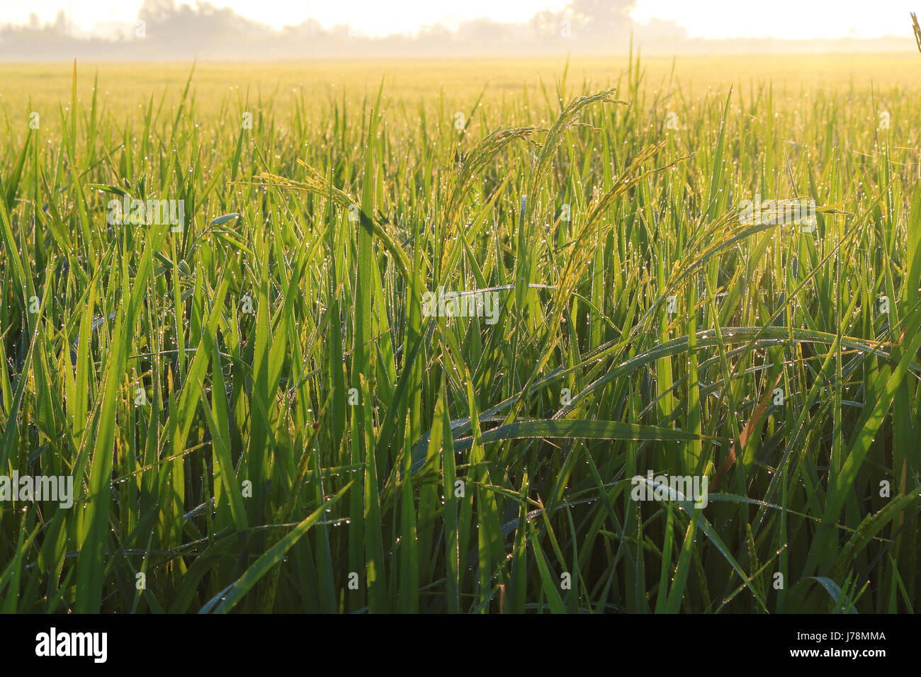 rice field with dew Stock Photo - Alamy