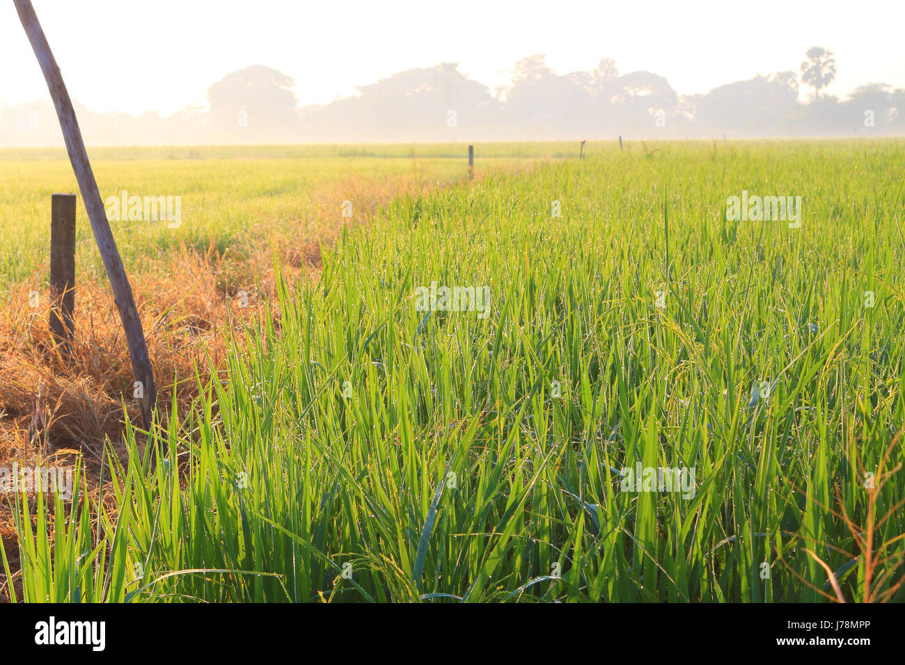 dew on rice field in moring Stock Photo - Alamy