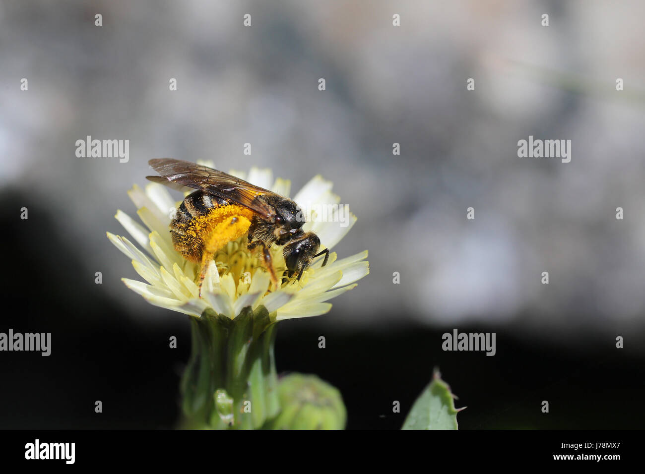 Honeybee covered in pollen on a pale yellow flower Stock Photo - Alamy