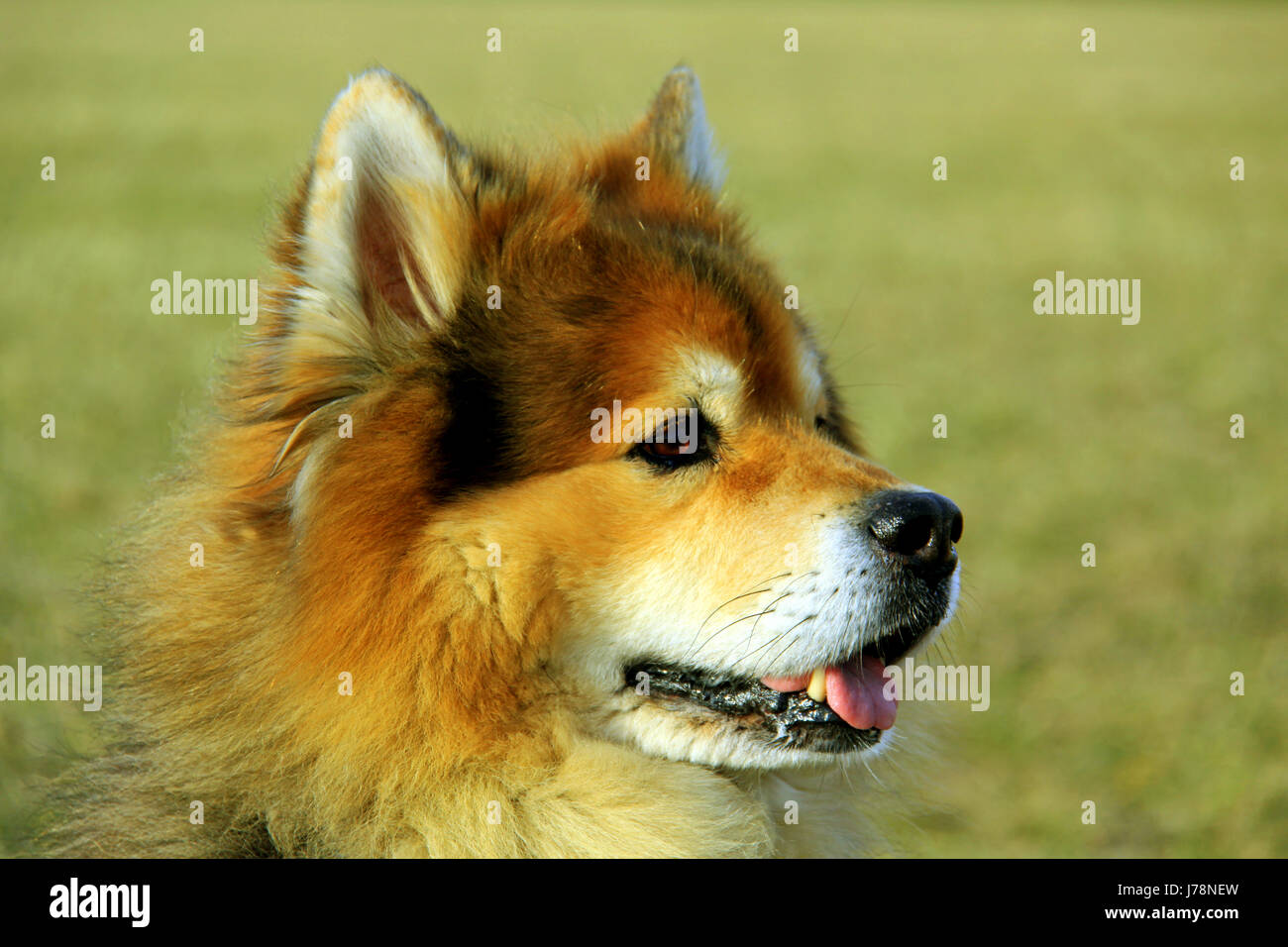 watchful concentration expectation wide-awake portrait watchful animal ...