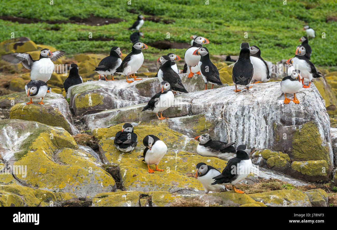 Large group atlantic puffins hi-res stock photography and images - Alamy