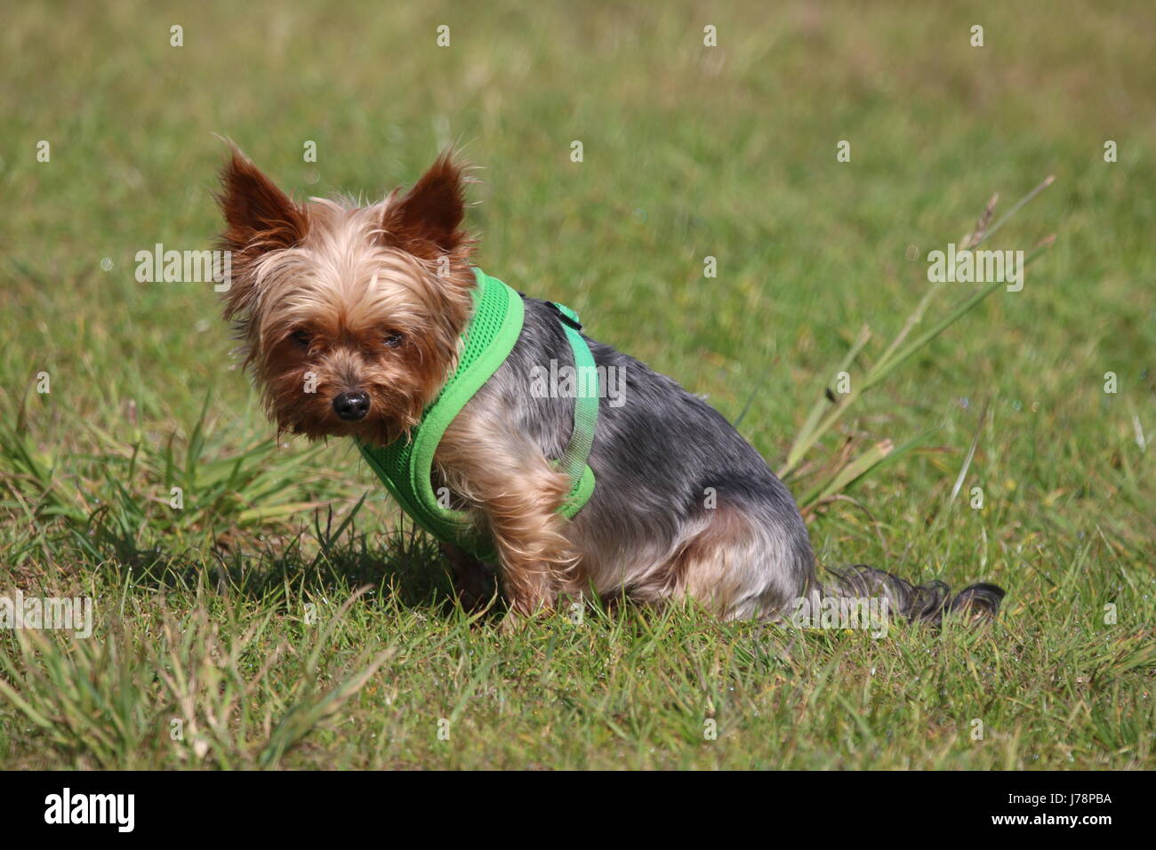 A cute terrier dog Stock Photo - Alamy