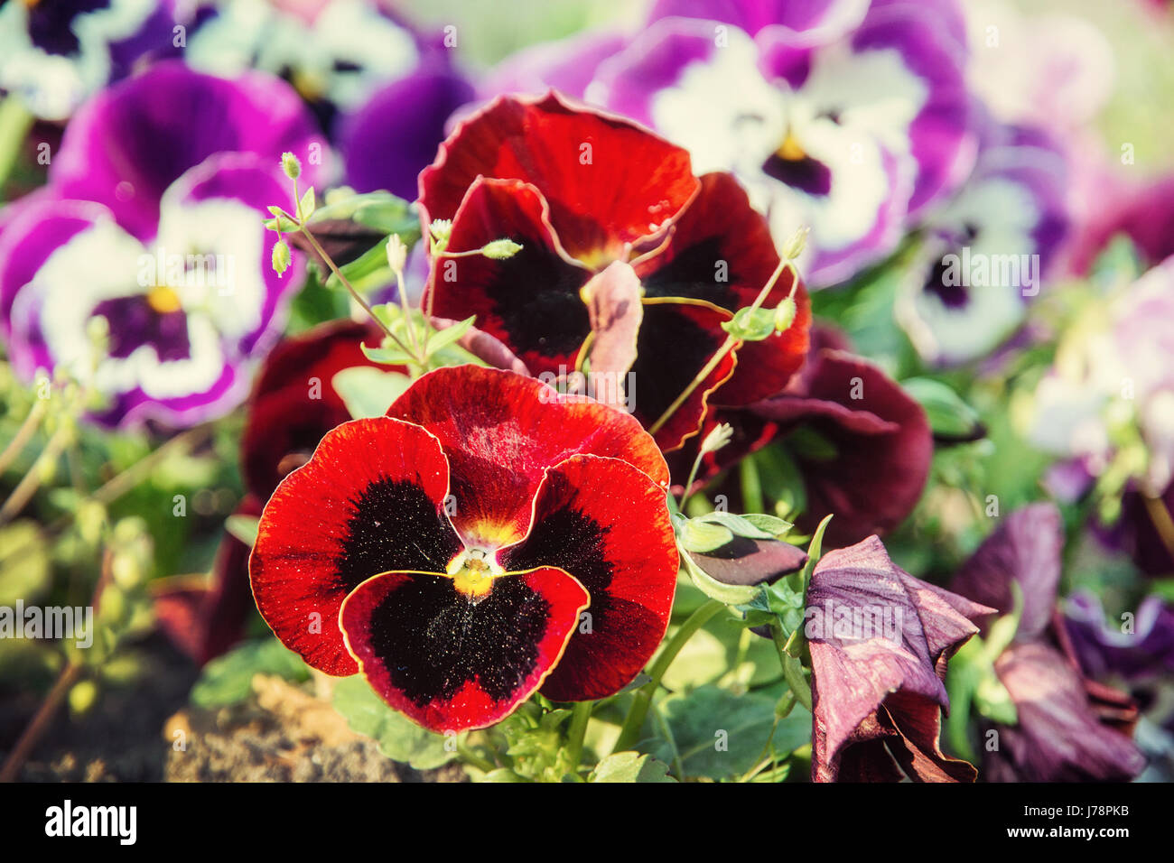 Red and purple pansies in the garden. Beauty in nature. Photo filter ...